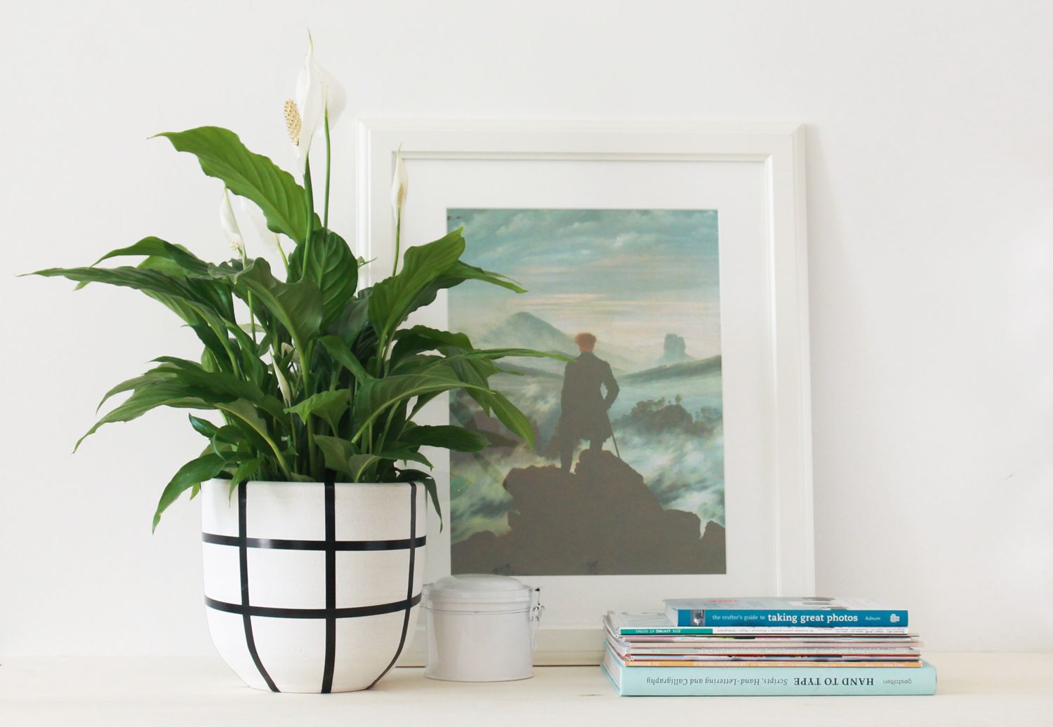 The Best Indoor Plants For Your Home & Office - FNP Singapore