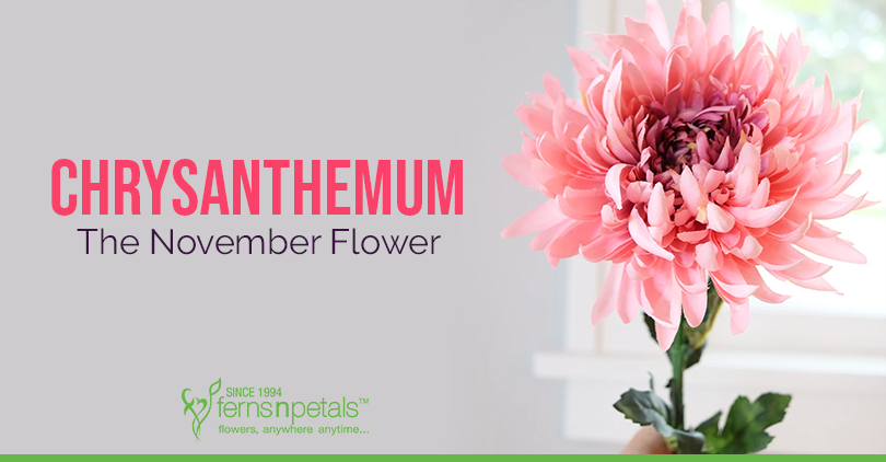Know More About Chrysanthemum – The November Flower - FNP Singapore
