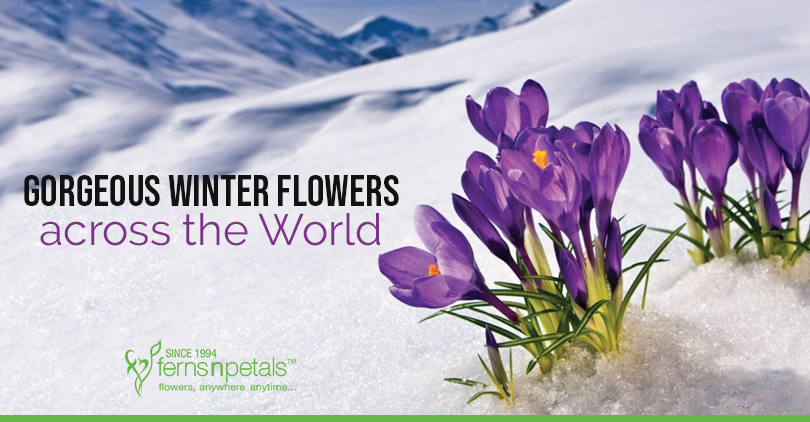 10 Gorgeous Winter Flowers Across The World - FNP Singapore