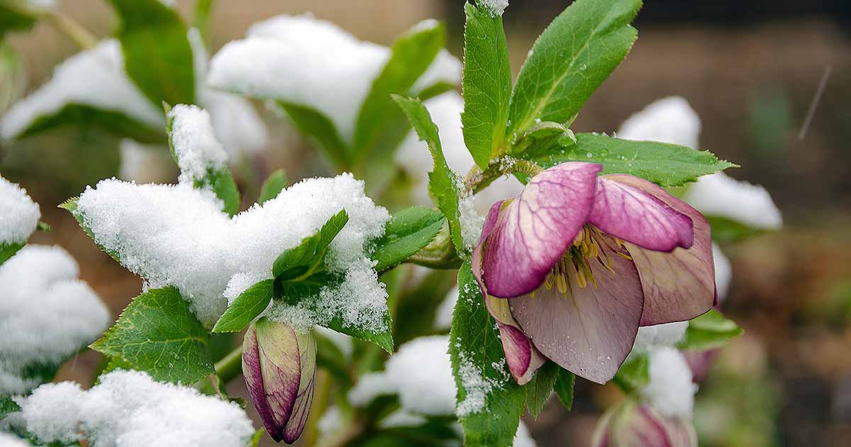 10 Gorgeous Winter Flowers Across The World - FNP Singapore