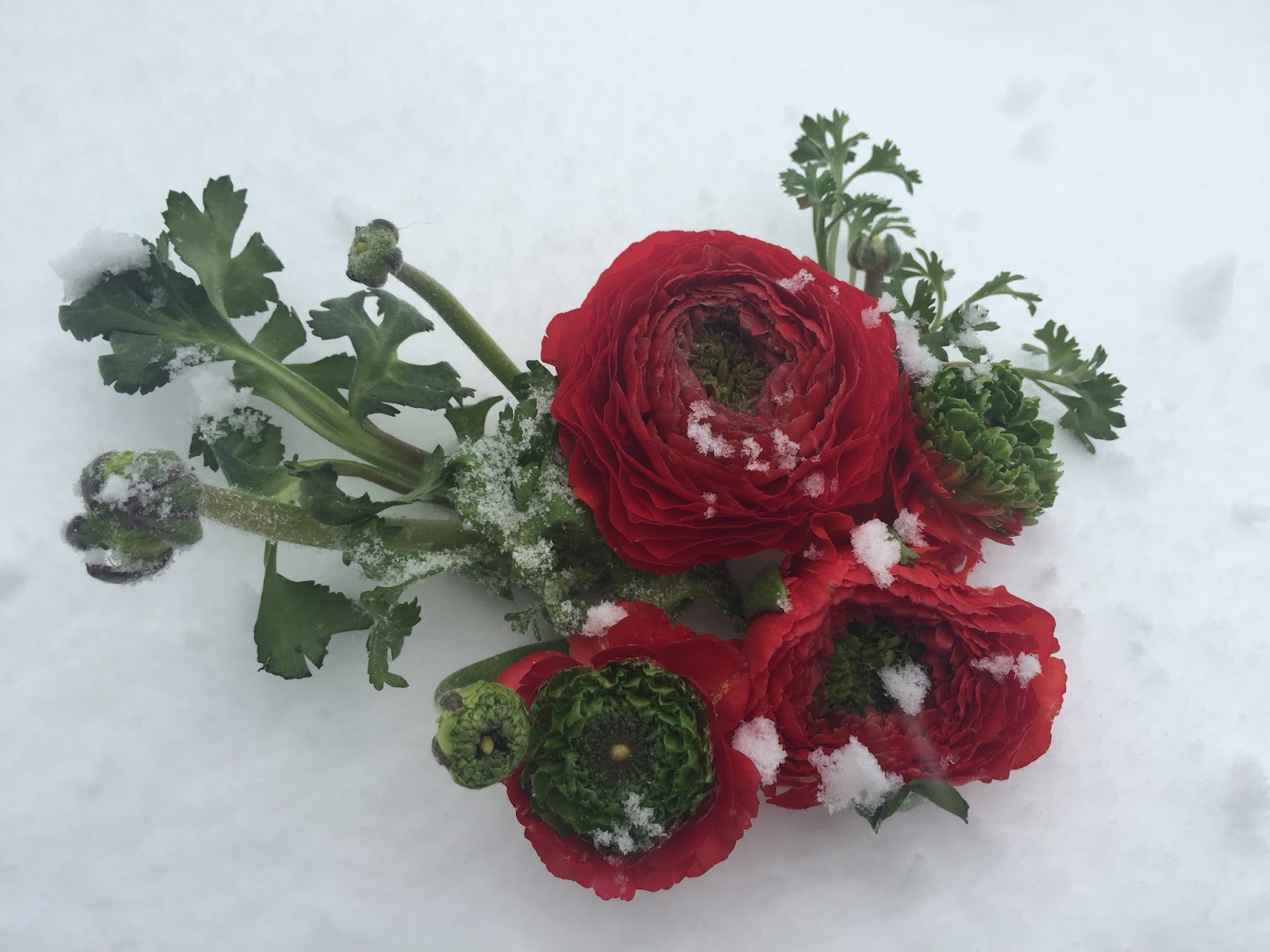 10 Gorgeous Winter Flowers Across The World - FNP Singapore