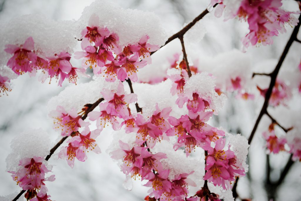 10 Gorgeous Winter Flowers Across The World - FNP Singapore