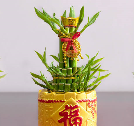 Which Good Luck Plants to Gift this Chinese New Year? - FNP Singapore