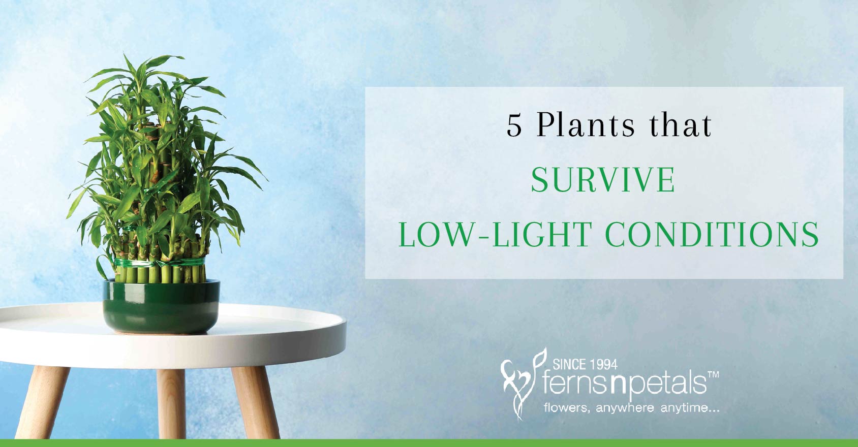 5 Plants that sustain Low-light Conditions - FNP Singapore