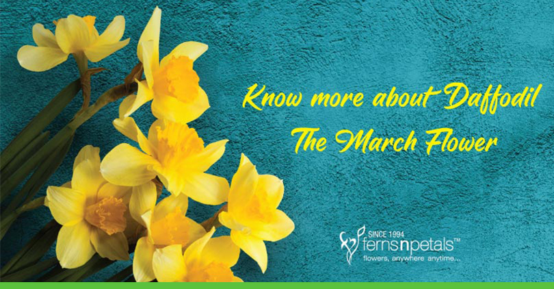 Know More About Daffodil- The March Flower - FNP Singapore