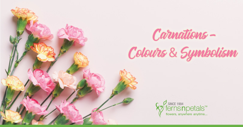Know More About Carnation Flowers - FNP Singapore