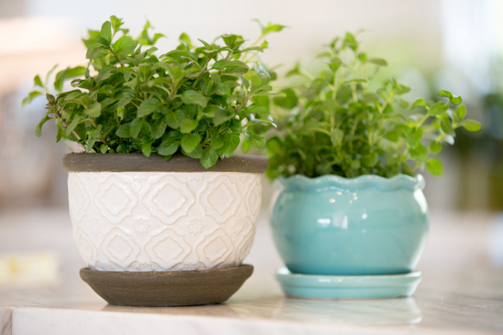 8 Cool Plants to Gift a Loved One - FNP Singapore