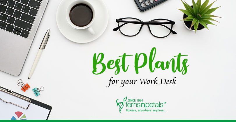 Best Plants for Your Work Desk - FNP Singapore