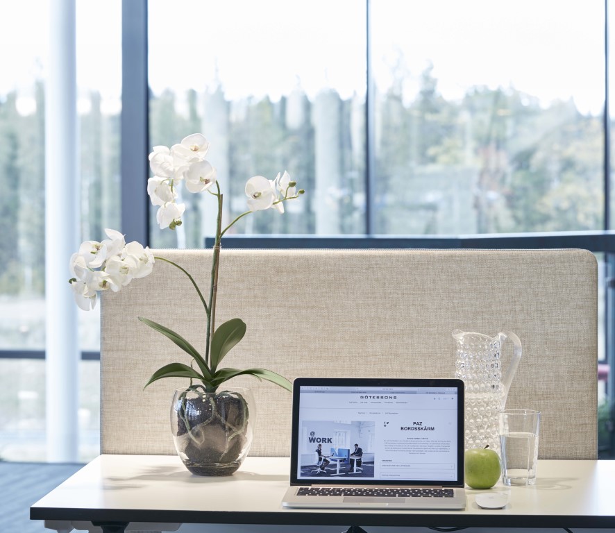 Best Plants for Your Work Desk - FNP Singapore