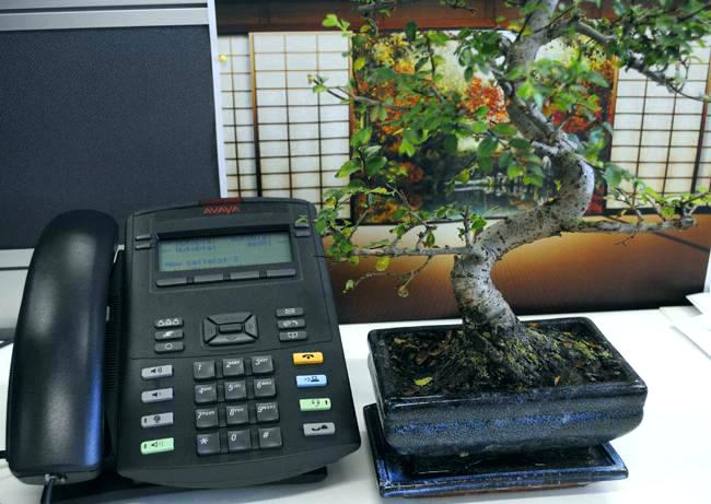 Best Plants for Your Work Desk - FNP Singapore