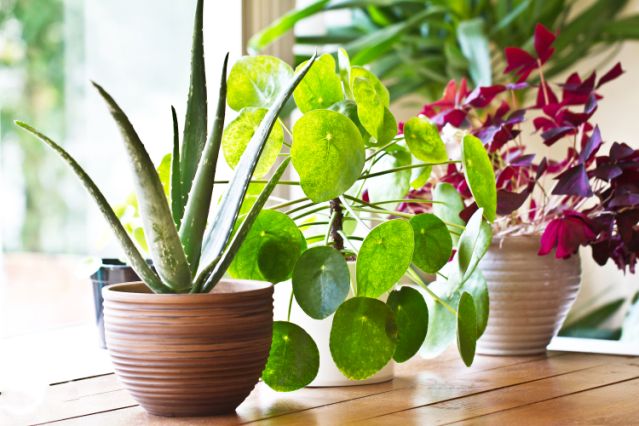 6 Pro-Tips to Keep your Houseplants Alive - FNP Singapore