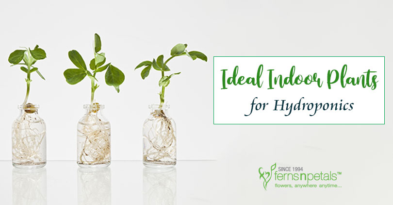 Which Indoor Plants are Best for Hydroponics? - FNP Singapore