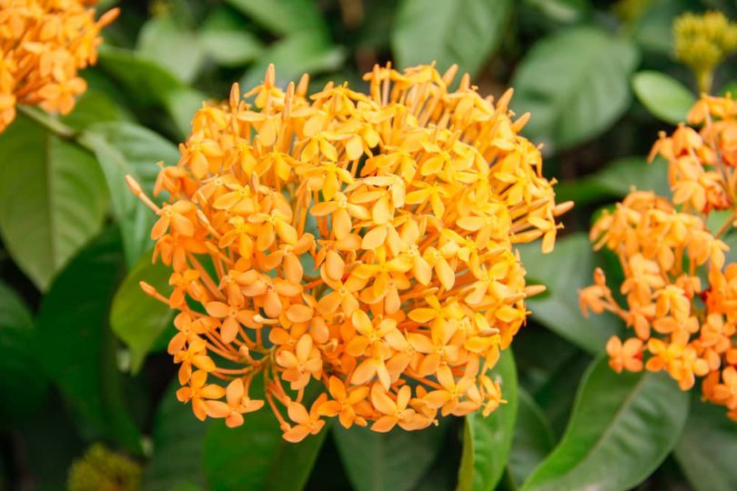 Ixora Plants: The Complete Guide - FNP Singapore