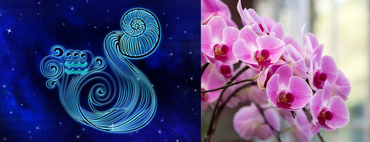 Flowers Best Suited for Zodiac Signs - FNP Singapore