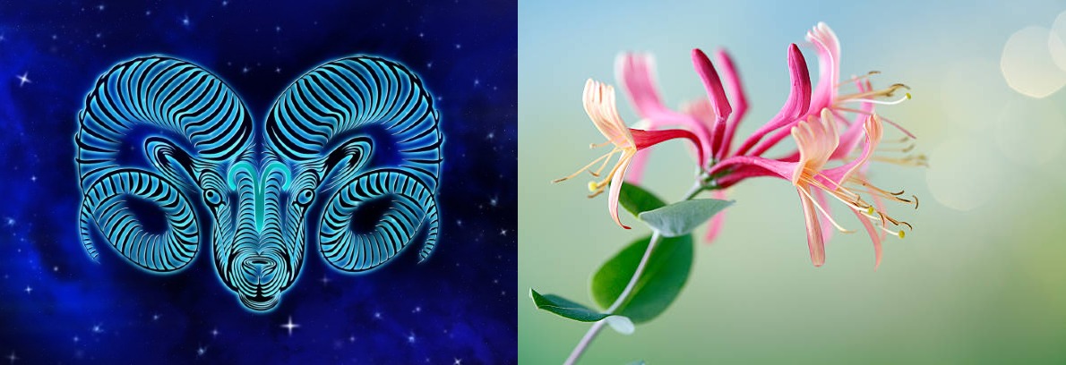 Flowers Best Suited for Zodiac Signs - FNP Singapore