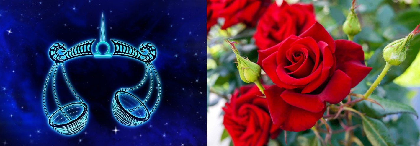 Flowers Best Suited for Zodiac Signs - FNP Singapore