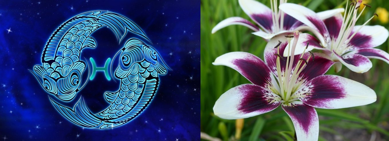 Flowers Best Suited for Zodiac Signs - FNP Singapore