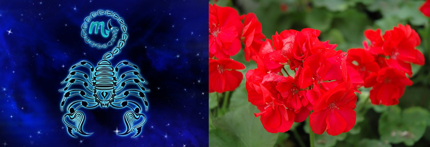 Flowers Best Suited for Zodiac Signs - FNP Singapore