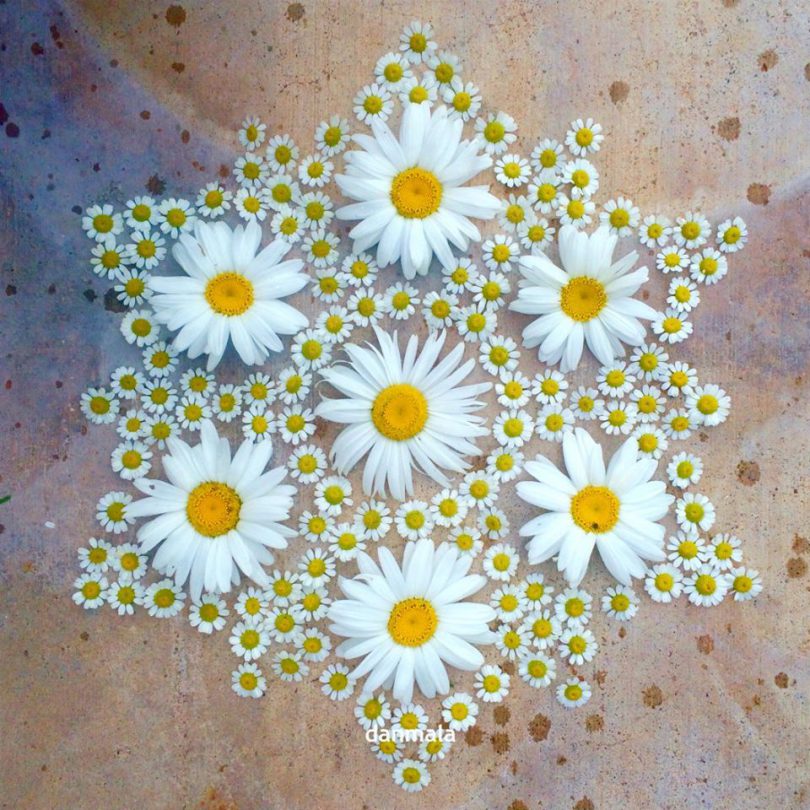 7 Flowers for Beautifying your Rangoli - FNP Singapore