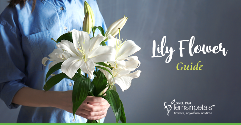 Lily Guide: Everything you Need to Know - FNP Singapore
