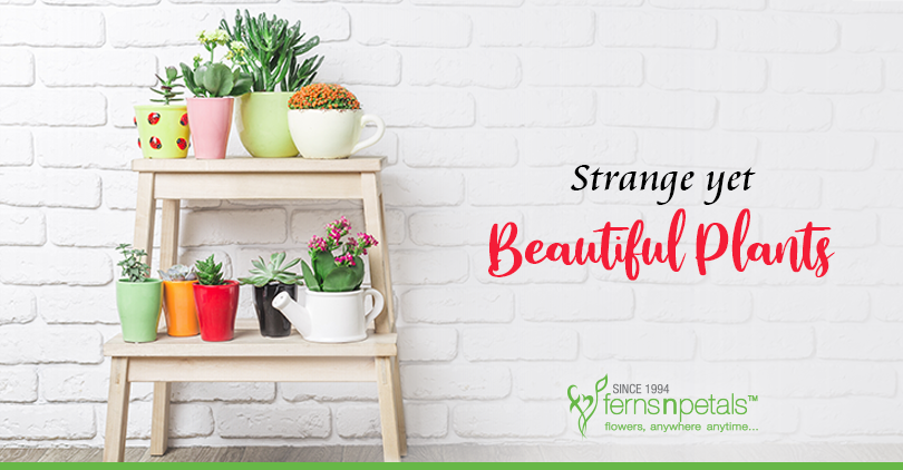 7+ Beautiful yet Strange Plants for your Home - FNP Singapore