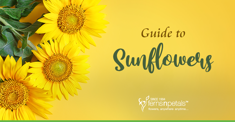 Everything you Need to Know about Sunflowers - FNP Singapore