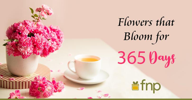 13 Flowers in Singapore that Bloom for 365 Days | FNP Singapore