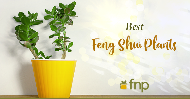 Ten Best Feng Shui Plants for a Positivity Boost - FNP