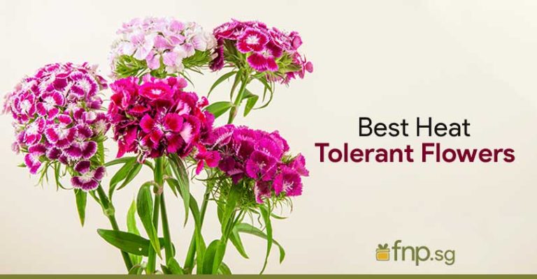 Five Beautiful Flowers That Thrive in Warm Climates - FNP SG