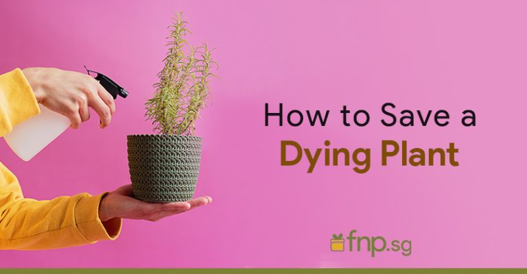 How to Save a Dying Plant: Tips and Tricks - FNP Singapore