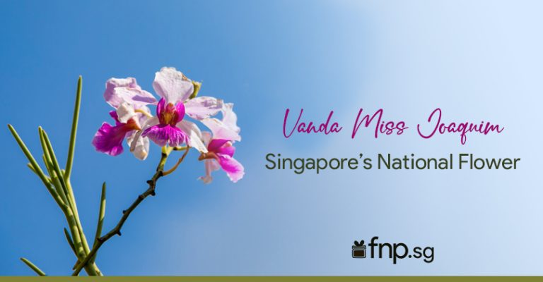 Know Everything About Singapore’s National Flower - FNP SG