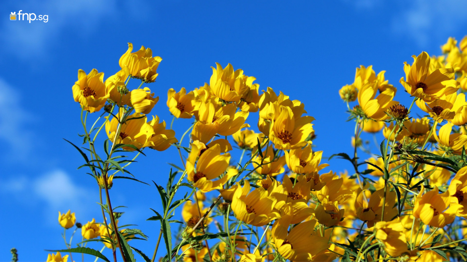 Yellow Flowers: A Symbol of Joy and Positivity in November - Fnp.sg