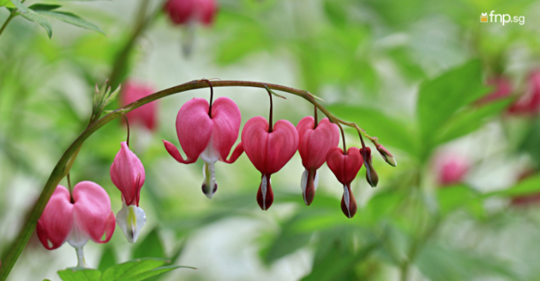 Bleeding Heart Flower Meaning in Love, Relationships & Gifting - Fnp.sg
