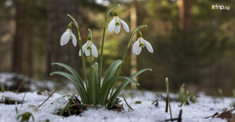 Rare Flowers and Their Meanings: The Story of Snowdrops - Fnp.sg