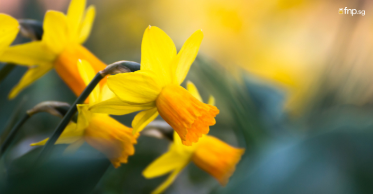 March Birth Flower Meaning: A Guide to Birthday Blooms - Fnp.sg