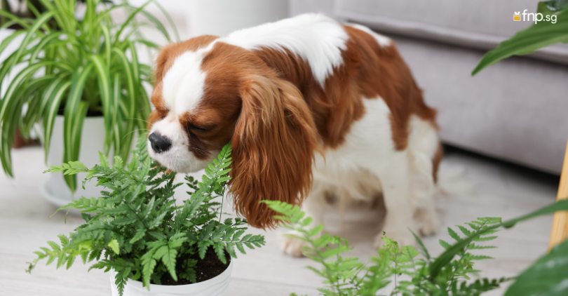 The Ultimate Guide to Buy Pet-Friendly Plants for Singapore Homes - Fnp.sg